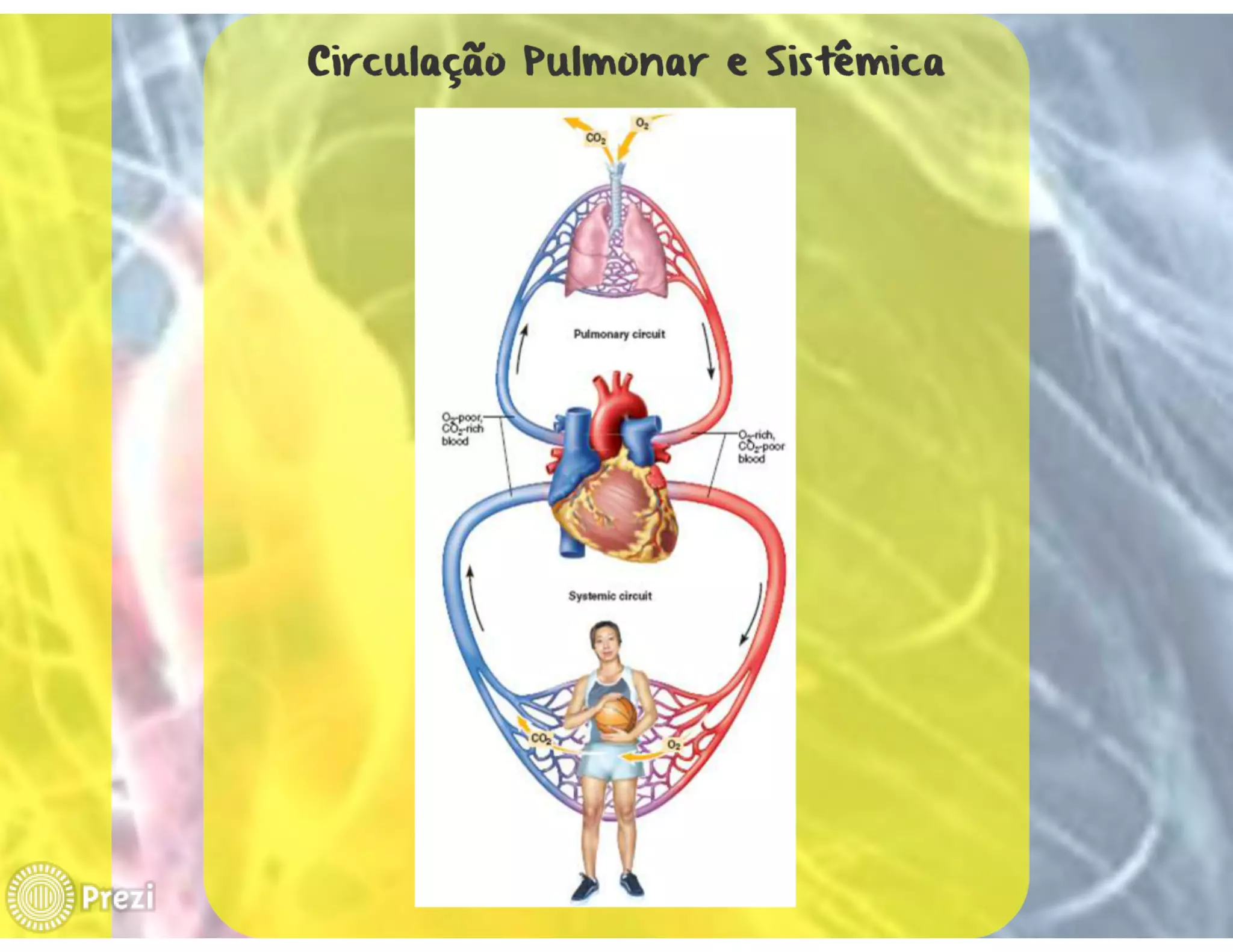 Fisiologia do exercício sistema cardiovascular | PDF