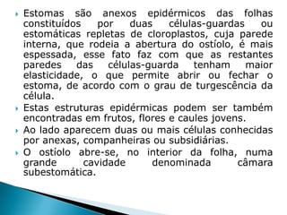 Fisiologia dos estômatos | PPTX