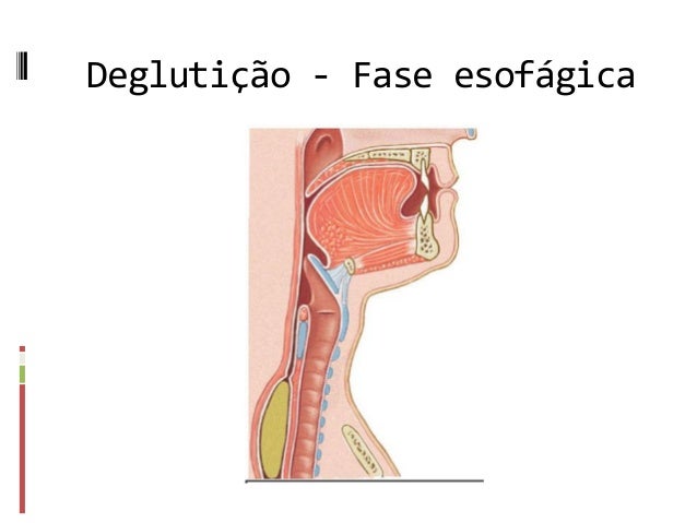 Fisiologia do sistema digestório
