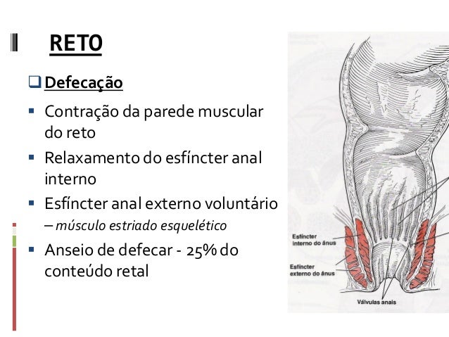 Fisiologia do sistema digestório