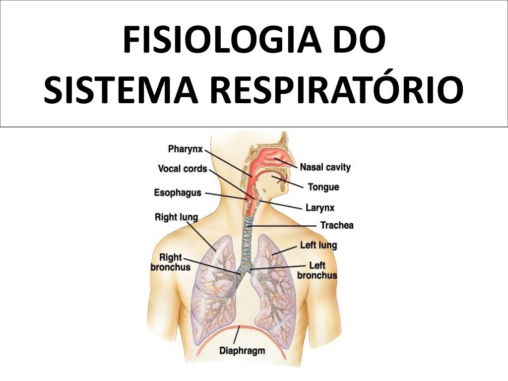 Fisiopatologia Do Sistema Respiratório - BRAINCP