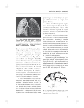 Fisiologia do sistema respiratório cec cap_04 | PDF