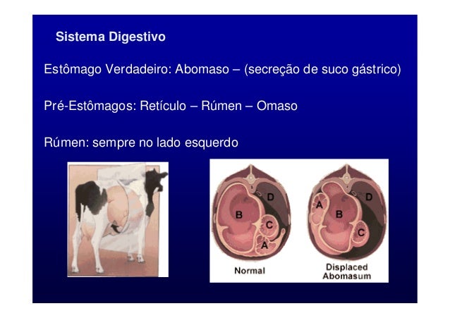 Fisiologia d ruminantes, goteira esofagica