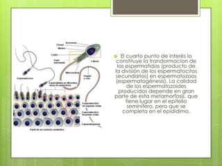 Fisiologia, espermatogenesis y hormonas de la reproduccion | PPTX