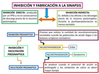 FISIOLOGÍA DE LAS CÉLULAS NERVIOSAS Y MUSCULARES | PPTX