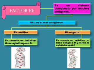 GRUPO SANGUINEO | PPTX