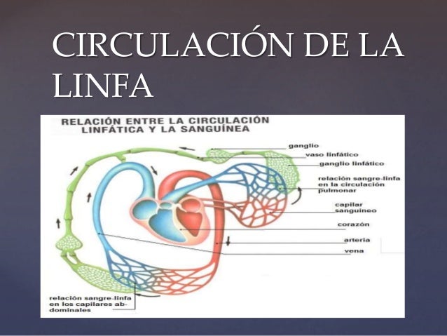 Recorrido De La Linfa | Anatomía del sistema linfático: componentes y ...