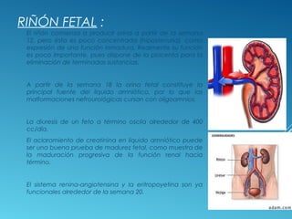 Fisiología fetal | PPT
