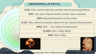 FISIOLOGIA FETAL.pptxbebtbtbtbtbtbtbbtbbtbte | PPTX
