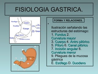 Fisiologia gastrica 1 | PPT