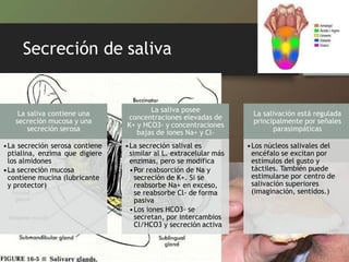 fisiologia gastrointestinal-tema 63 y 64.pptx