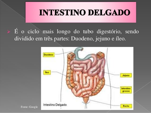 Fisiologia gastrointestinal