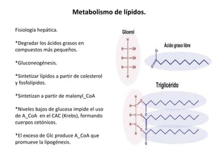Fisiologia hepática | PPTX