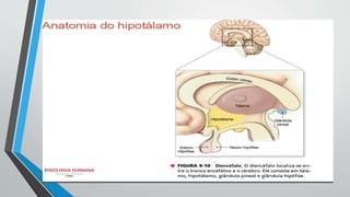 Fisiologia hipotálamo | PPTX