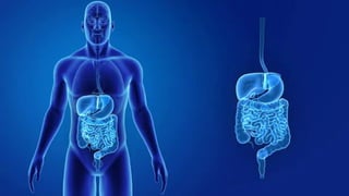 FISIOLOGIA HUMANA - SISTEMA DIGESTÓRIO - 2026.pptx