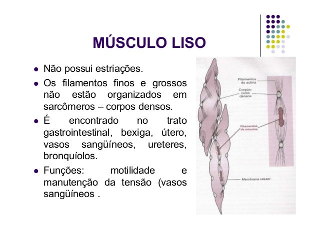 Fisiologia Humana 4 - Tecido Muscular