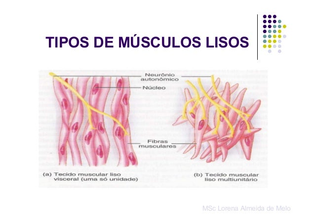 Fisiologia Humana 4 - Tecido Muscular