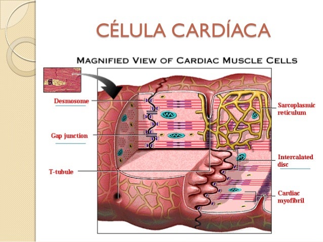 Fisiologia Humana 5 - Sistema Cardiovascular