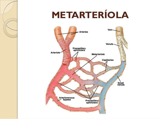 Fisiologia Humana 5 - Sistema Cardiovascular