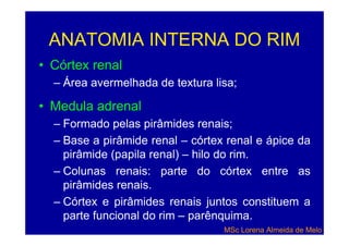 Fisiologia Humana 6 - Sistema Renal | PDF