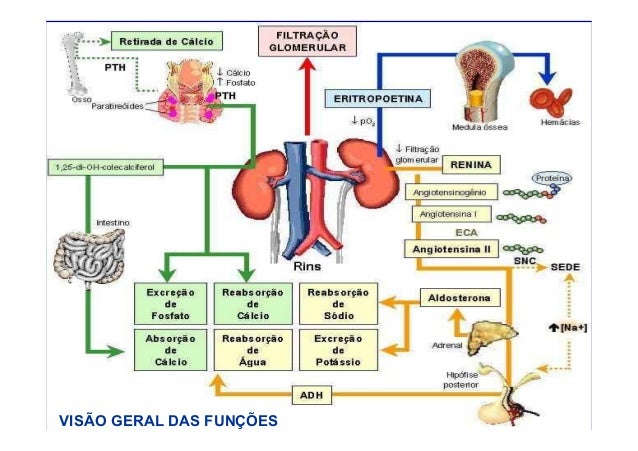 Fisiologia Humana 6 - Sistema Renal