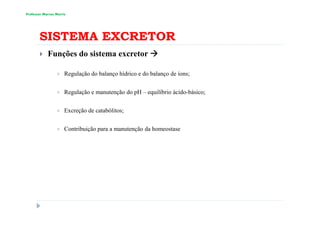 Fisiologia humana v sistema excretor modo de compatibilidade | PDF