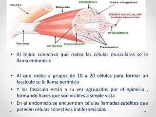 Fisiologia musculo estriado | PPTX