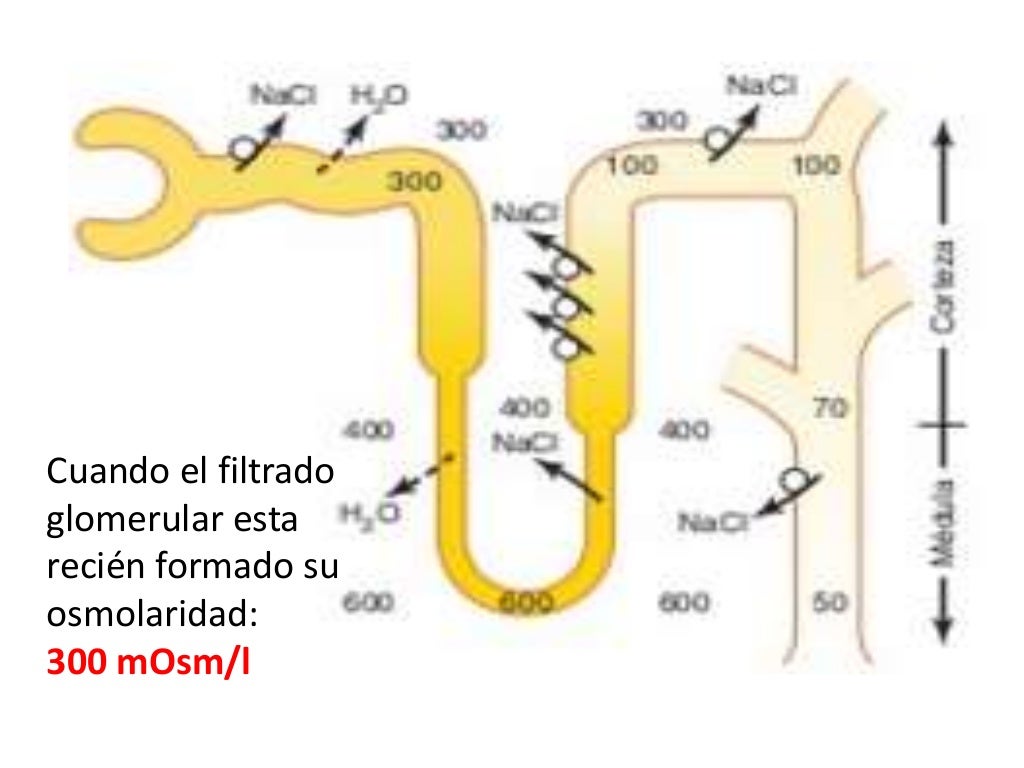 CONCENTRACIÓN Y DILUCIÓN DE ORINA; REGULACIÓN DE LA OSMOLARIDAD DEL L…