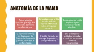 FISIOLOGIA LACTANCIA Y ANATOMIA MAMA .pptx