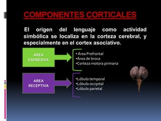 Fisiologia leng | PPTX