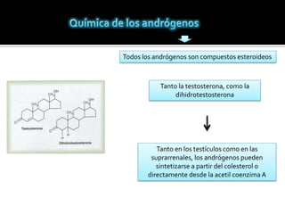Fisiologia masculino | PPTX
