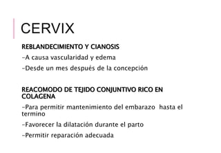 Fisiologia materna durante el embarazo1 | PPTX