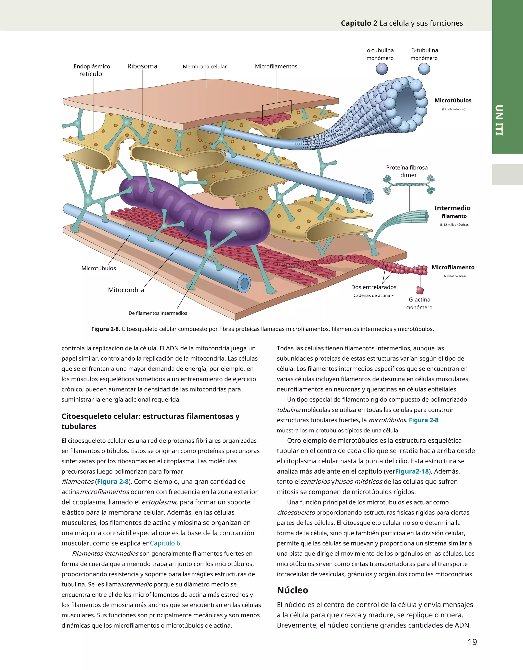 Fisiología médica 14 edición. Guyton y Hall.pdf