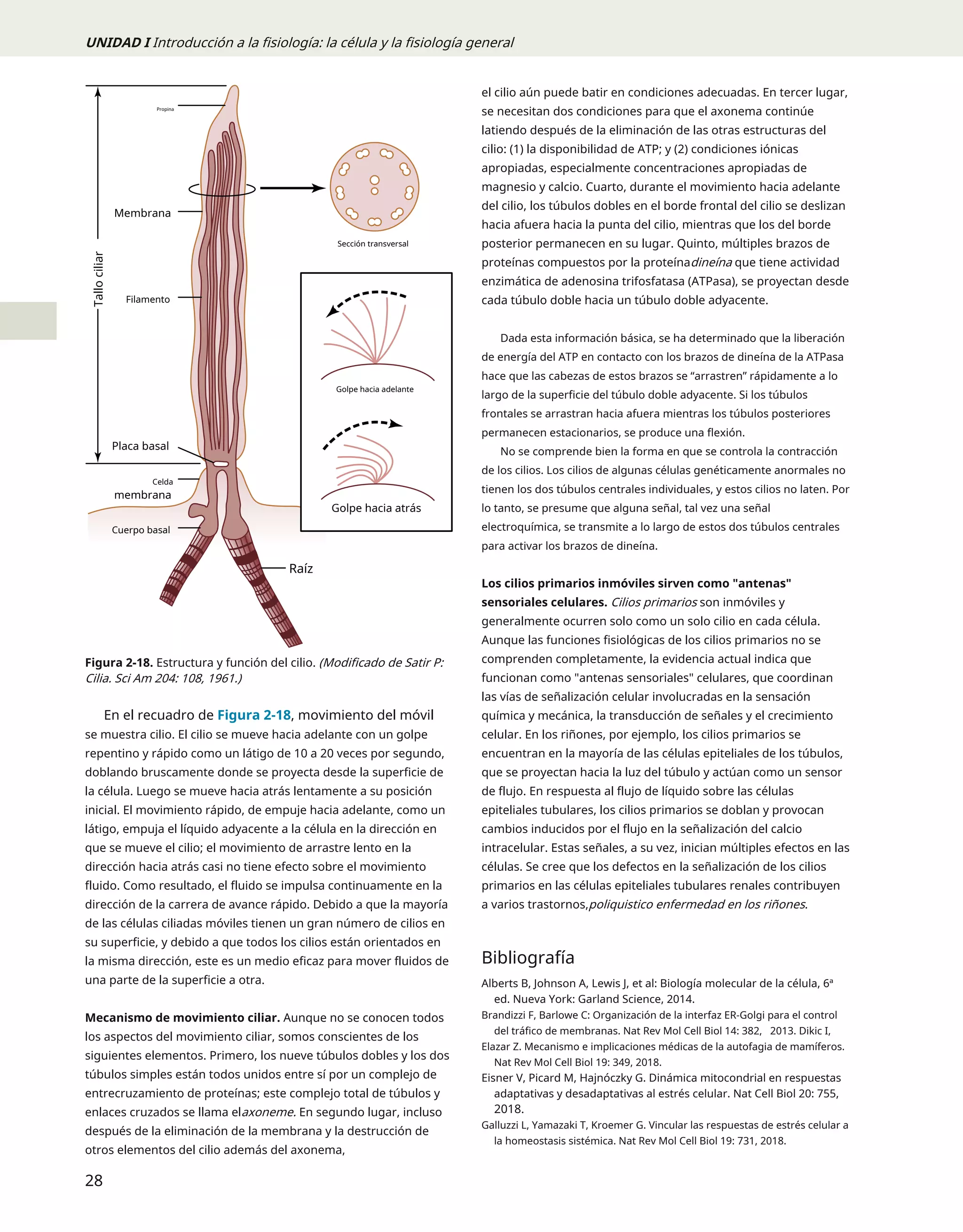 Fisiología médica 14 edición. Guyton y Hall.pdf
