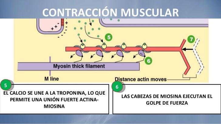 Fisiologia muscular esqueletica