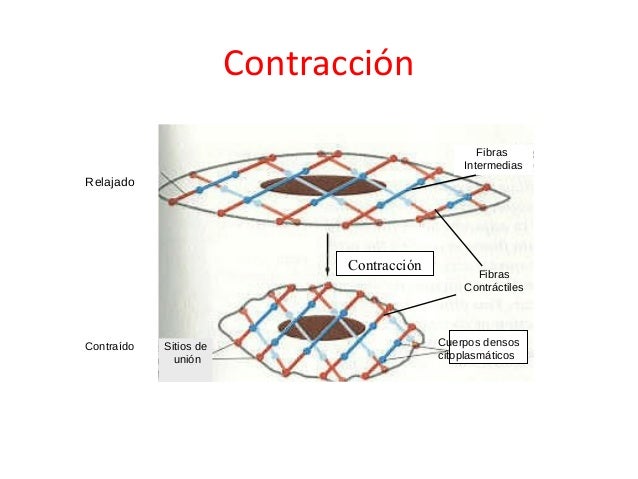 Fisiologia musculo liso y cardiaco