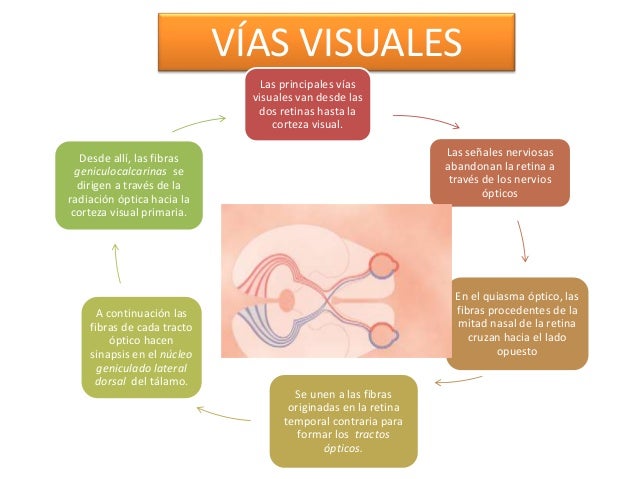 El ojo: III. Neurofisiología central de la visión