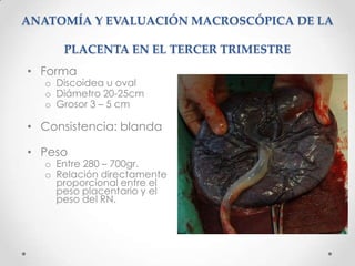 Fisiologia placentaria final 1 | PPTX