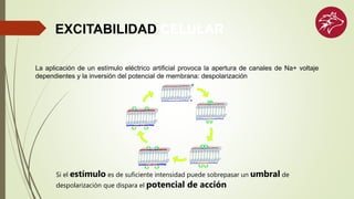 Fisiologia potencial de accion guyton 13ava edicion | PPTX