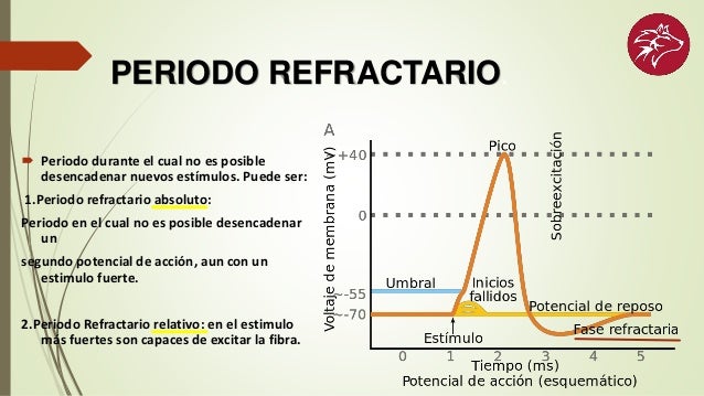 Fisiologia potencial de accion guyton 13ava edicion