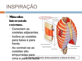 Aula Bases da Fisiologia Pulmonar | PPT