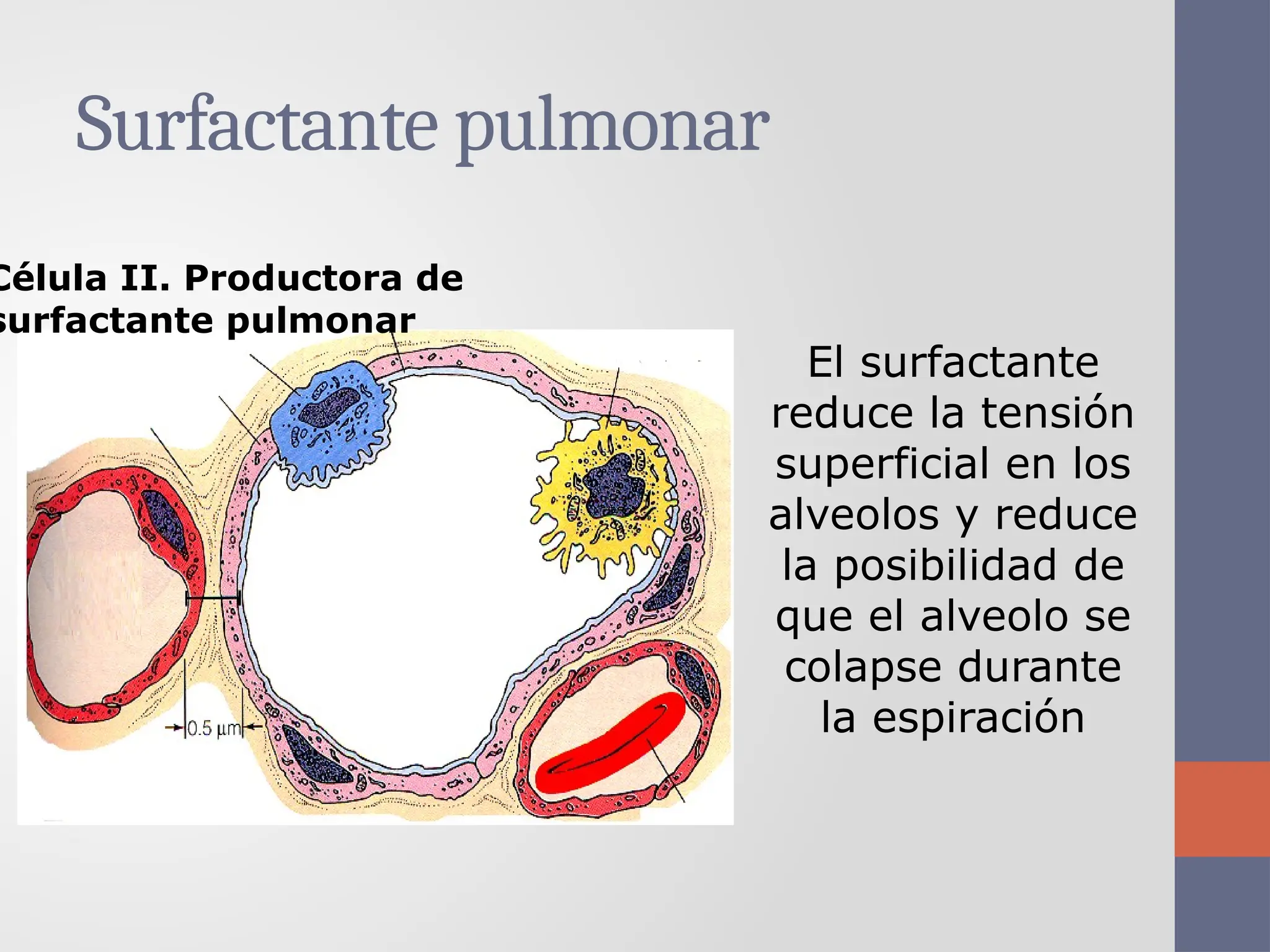 fisiologia pulmonar Y ZONAS DE WEST ANESTESIOLOGIA | PPTX