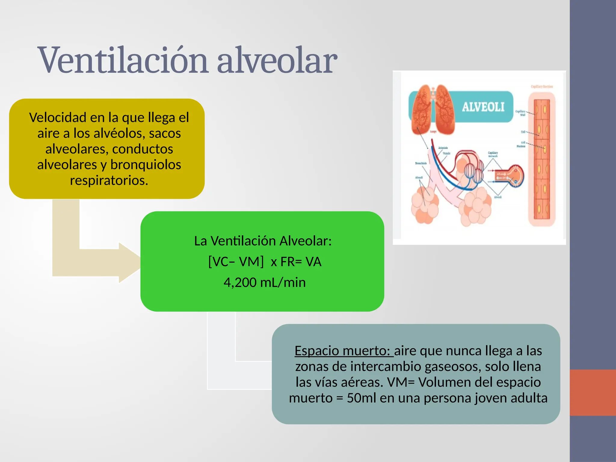 fisiologia pulmonar Y ZONAS DE WEST ANESTESIOLOGIA | PPTX