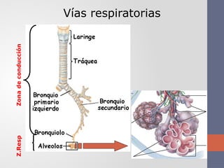 fisiologia pulmonar Y ZONAS DE WEST ANESTESIOLOGIA | PPTX