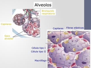 fisiologia pulmonar Y ZONAS DE WEST ANESTESIOLOGIA | PPTX