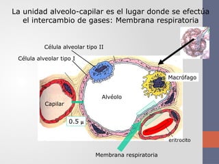 fisiologia pulmonar Y ZONAS DE WEST ANESTESIOLOGIA | PPTX