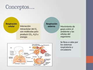 fisiologia pulmonar Y ZONAS DE WEST ANESTESIOLOGIA | PPTX