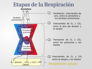 fisiologia pulmonar Y ZONAS DE WEST ANESTESIOLOGIA | PPTX