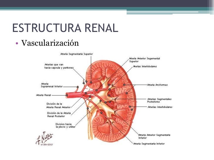 Fisiologia renal