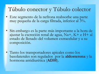 Fisiologia Renal | PPTX
